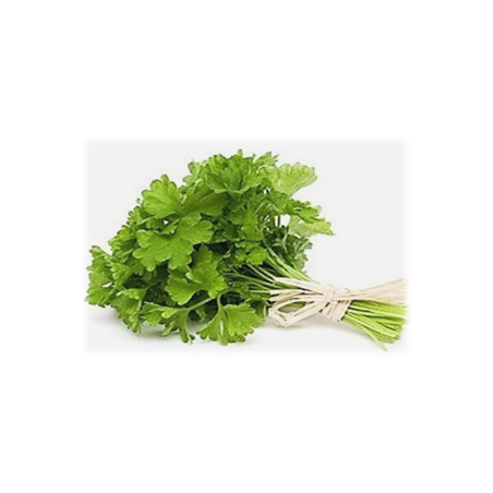 Coriandre fraiche botte